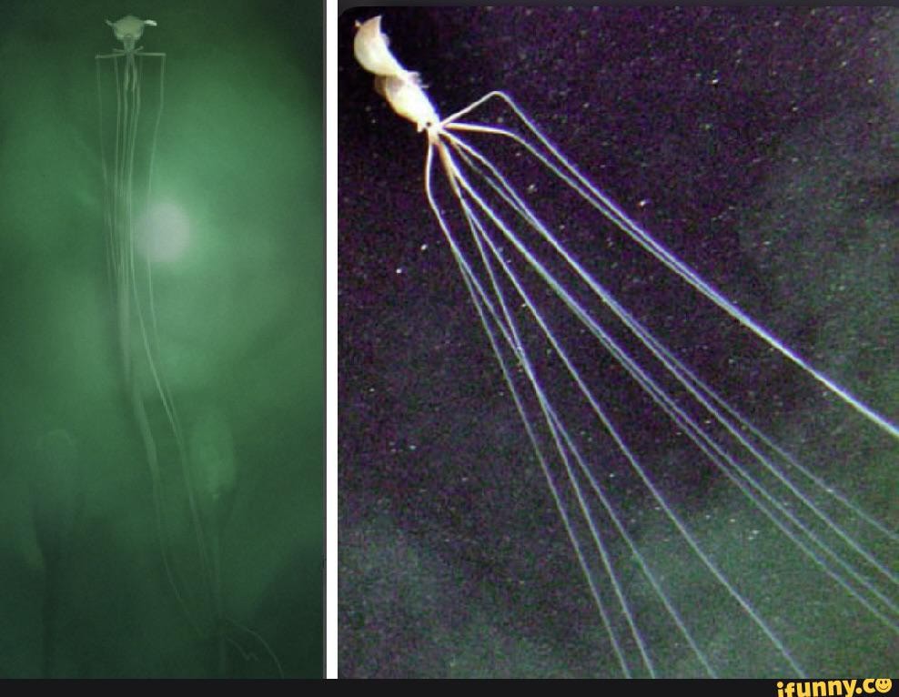 Magnapinna memes. Best Collection of funny Magnapinna pictures on iFunny