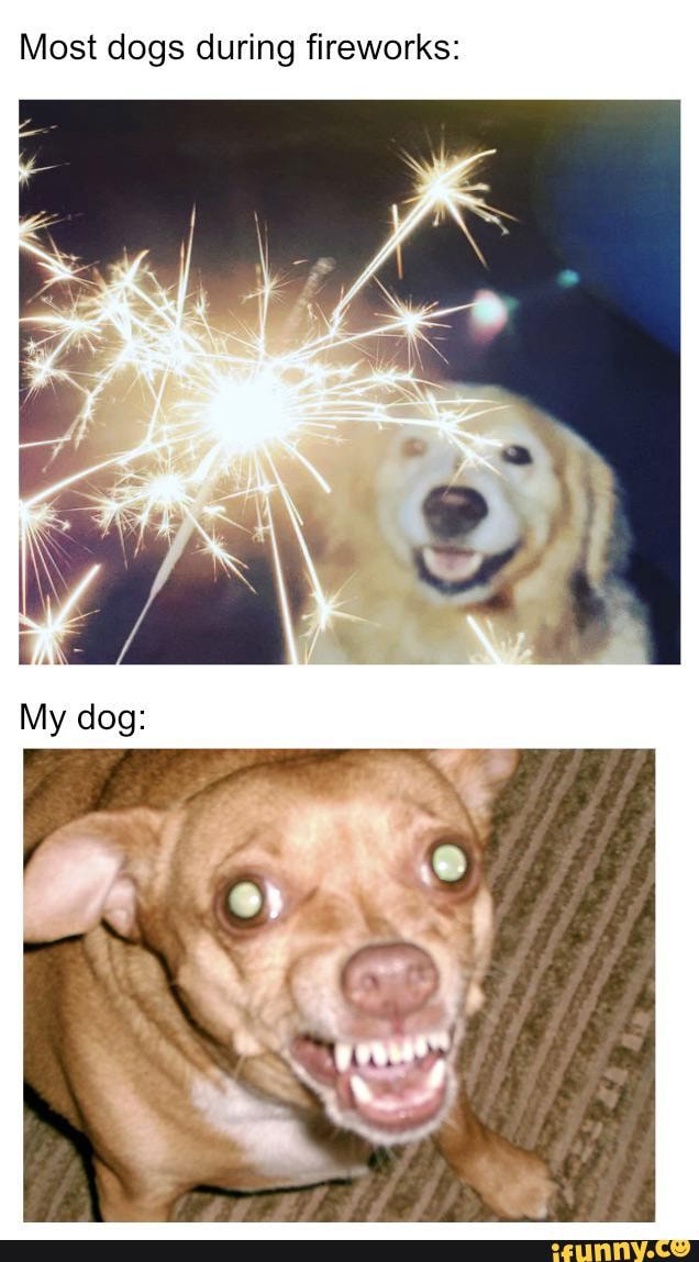 Most dogs during fireworks: \ A My dog: - iFunny