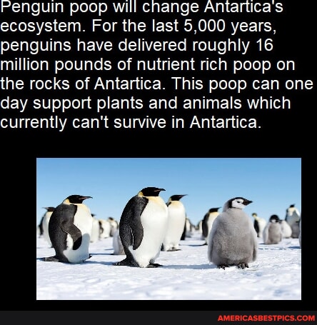 Penguin poop will change Antarticas ecosystem. For the last 5,000 years ...