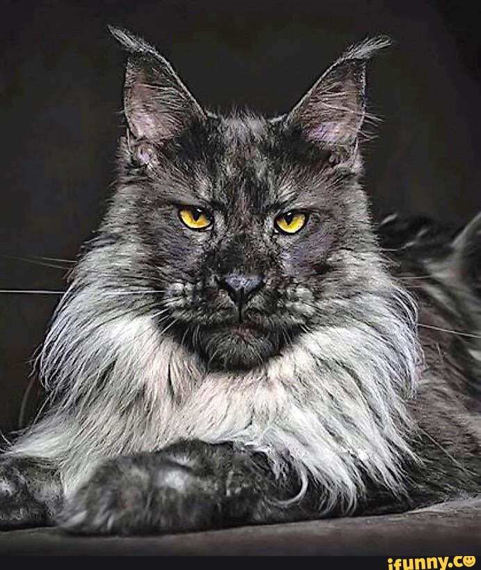 Munchkin_cat memes. Best Collection of funny Munchkin_cat pictures on ...