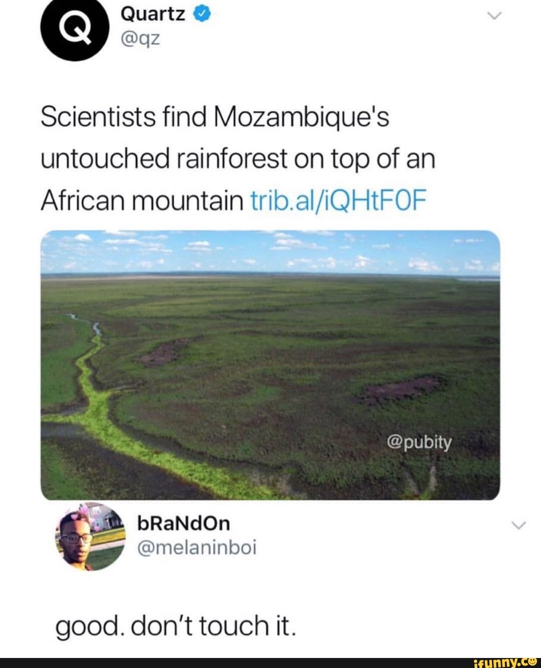 Scientists find Mozambique's untouched rainforest on top of an African ...