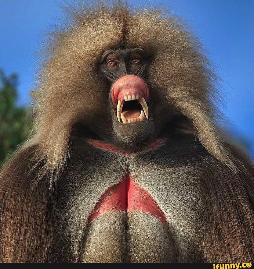 Gelada memes. Best Collection of funny Gelada pictures on iFunny