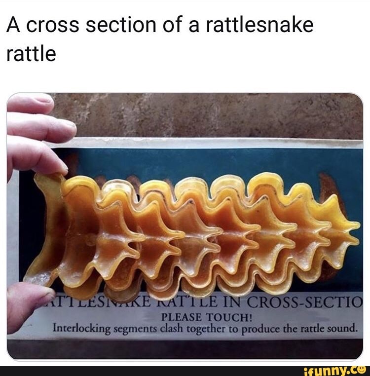 A cross section of a rattlesnake rattle - iFunny