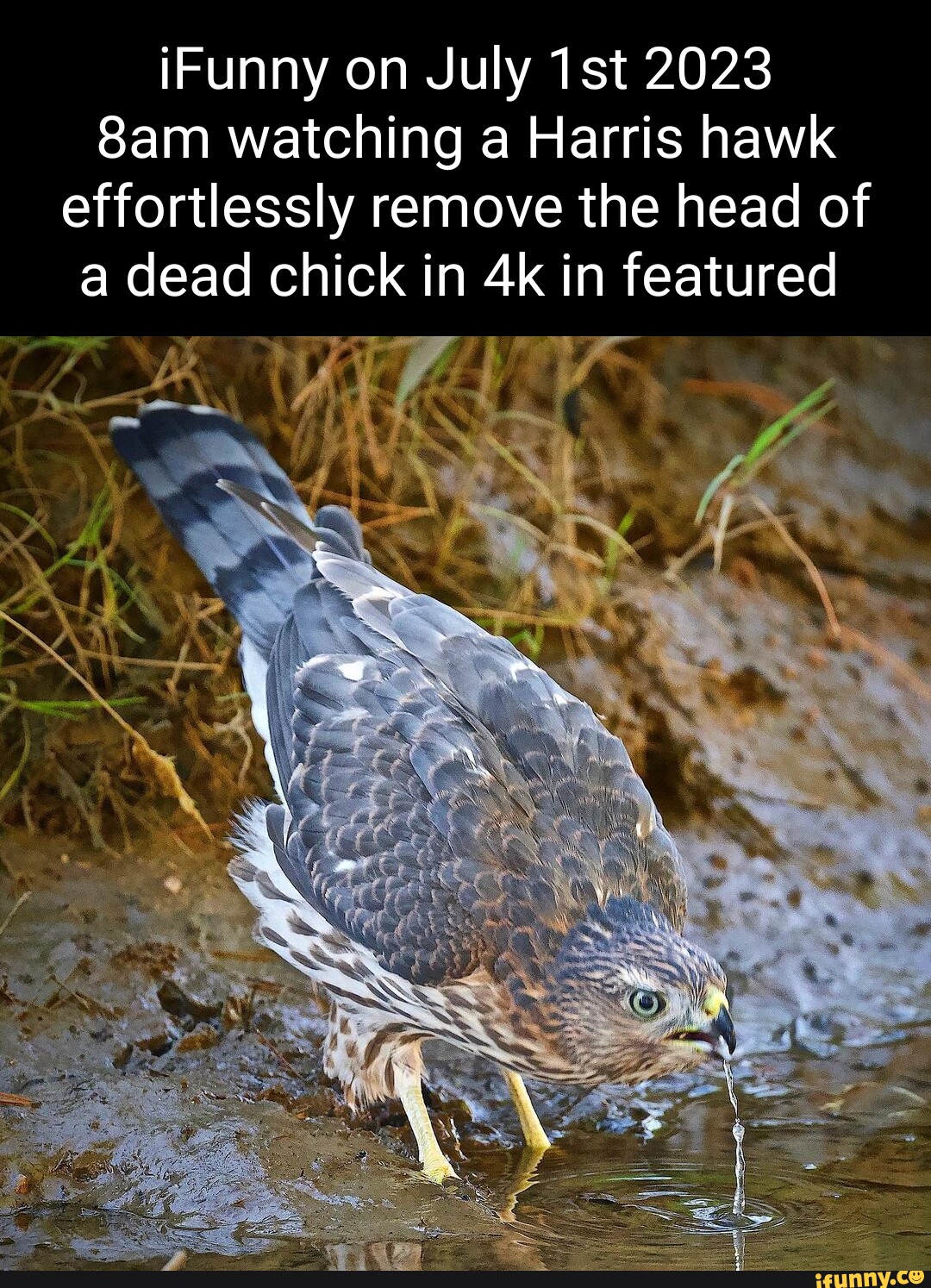 Funny on July 2023 watching a Harris hawk effortlessly remove the head ...