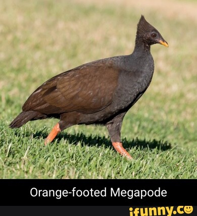Megapode memes. Best Collection of funny Megapode pictures on iFunny