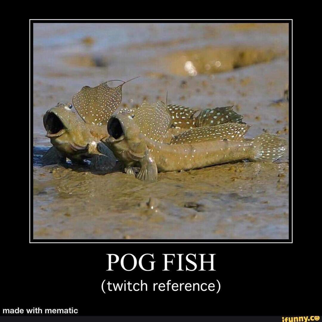POG FISH (twitch reference) - iFunny