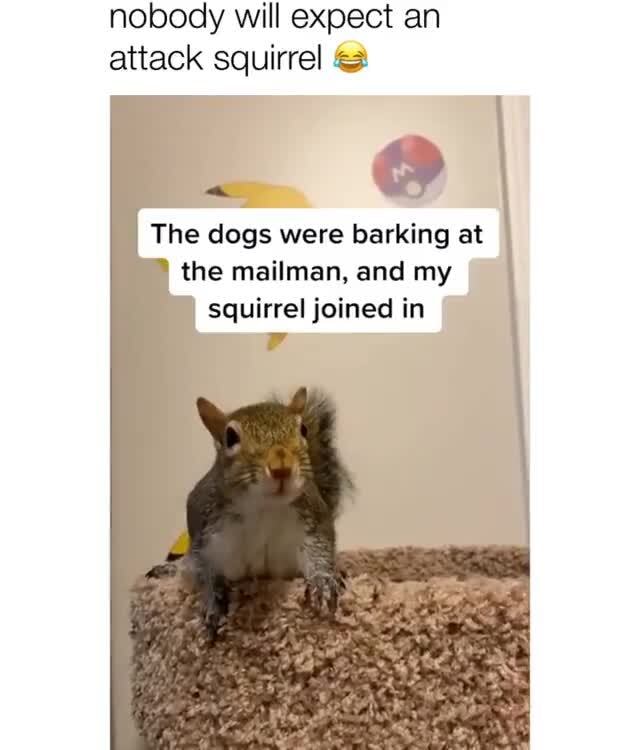 Nobody will expect an attack squirrel