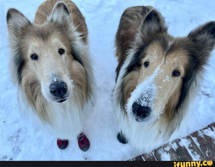 Rough_collie memes. Best Collection of funny Rough_collie pictures on ...