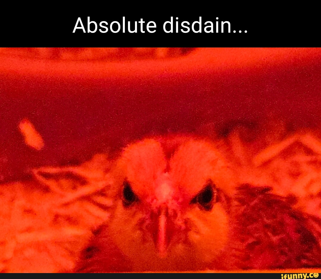 Disdain memes. Best Collection of funny Disdain pictures on iFunny