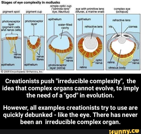 'Stages of eye complexity in mollusks simple optic ou Cocina" eye with ...