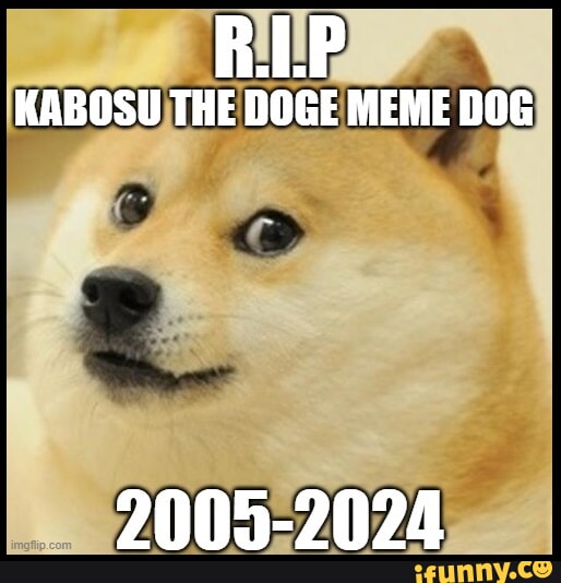 2005 memes. Best Collection of funny 2005 pictures on iFunny