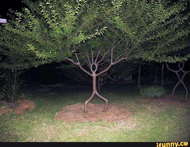 Cursed_trees memes. Best Collection of funny Cursed_trees pictures on ...