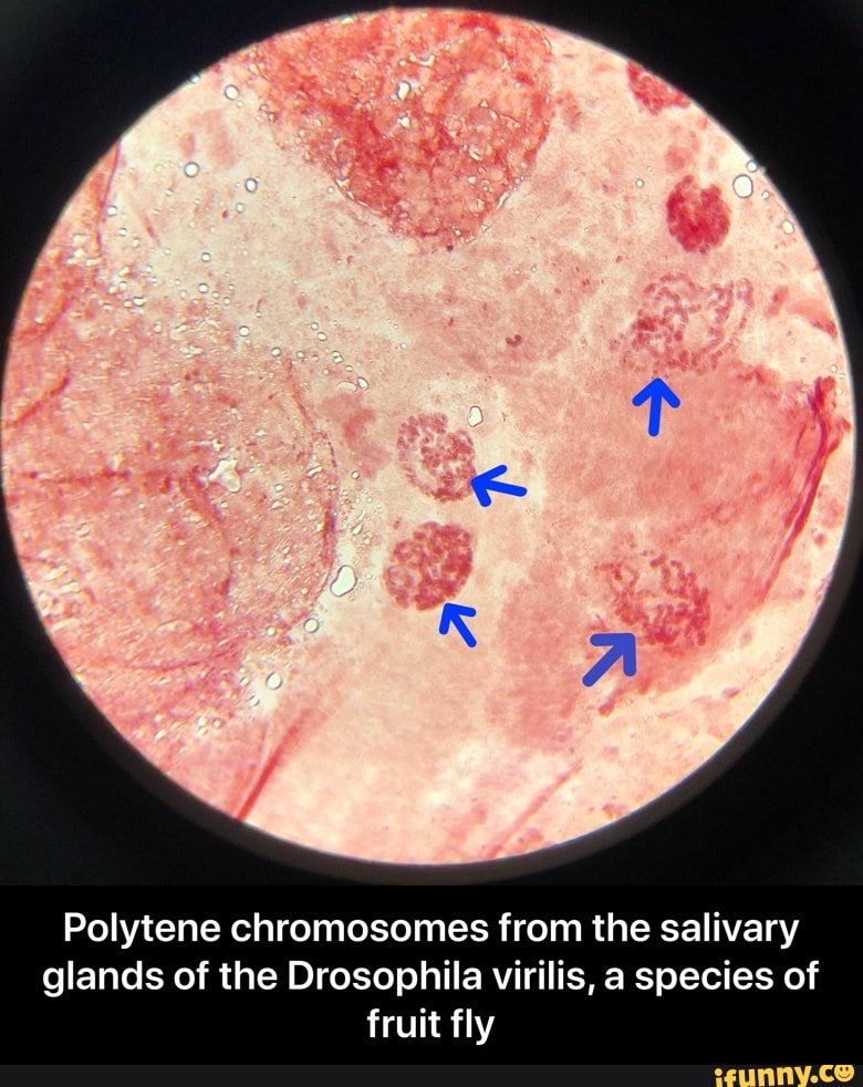 Polytene chromosomes from the salivary glands of the Drosophila virilis ...