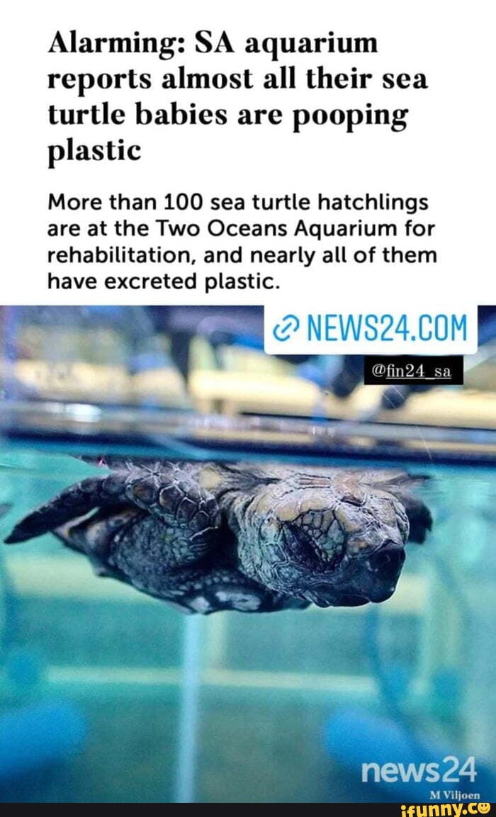 Alarming: SA aquarium reports almost all their sea turtle babies are ...