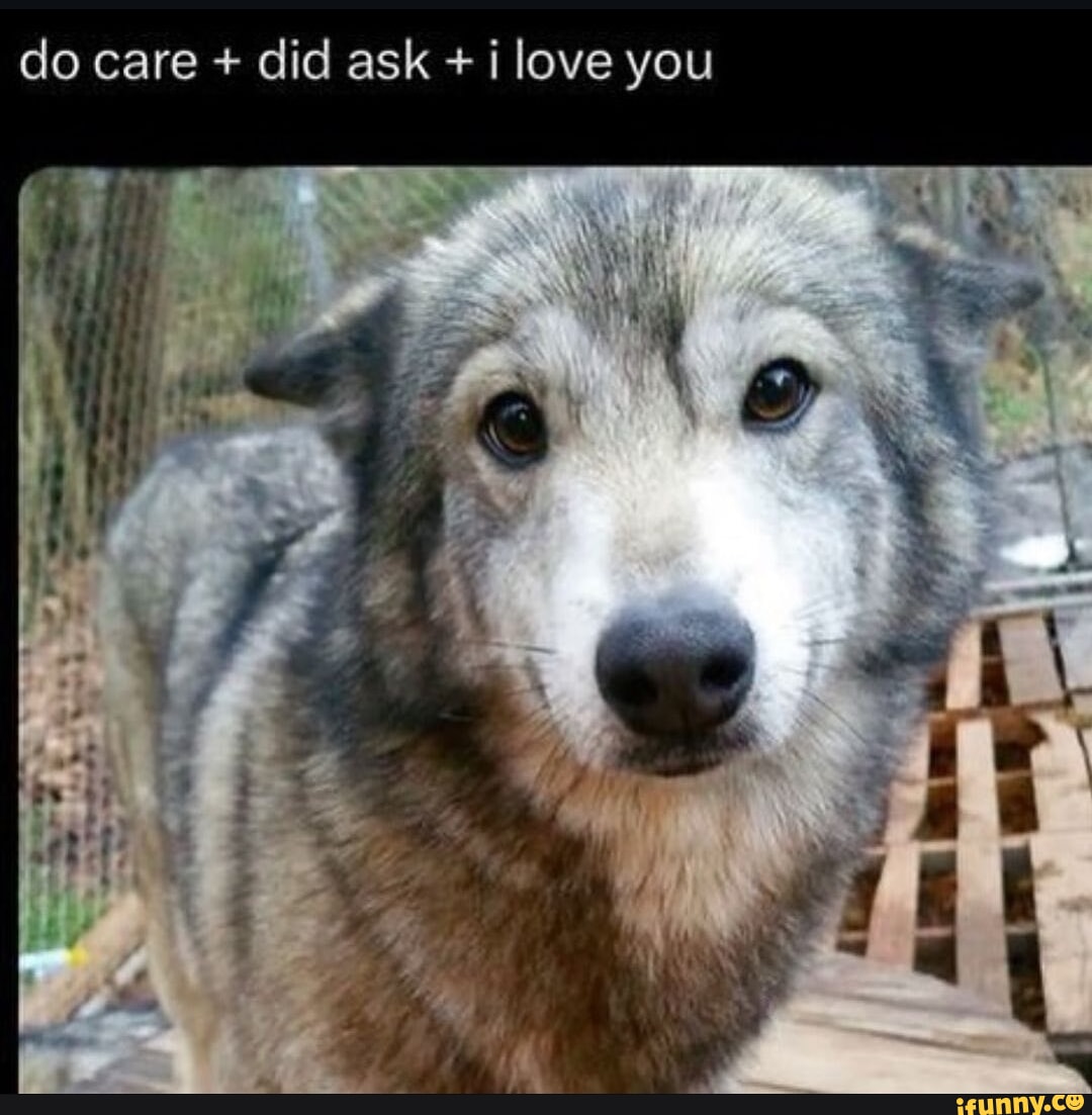 Introverts don’t make friends, they get adopted by extroverts - iFunny