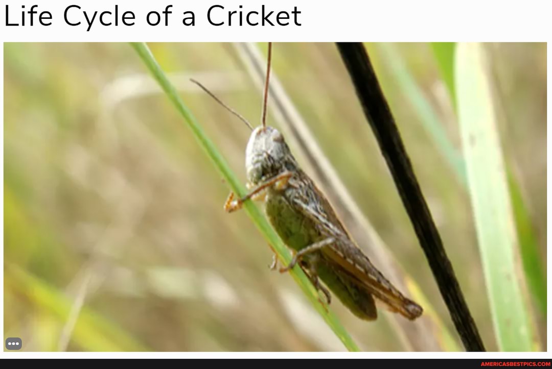 Life Cycle of a Cricket - America’s best pics and videos