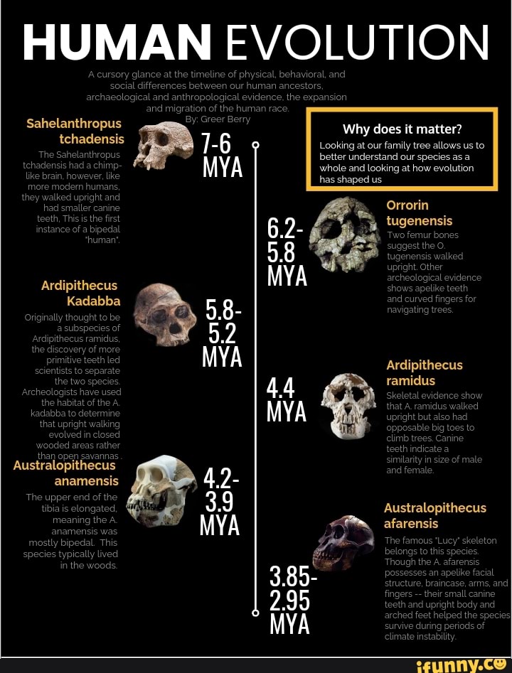 HUMAN A.ccursory glance at the EVOLUTION A.ccursory glance at the ...