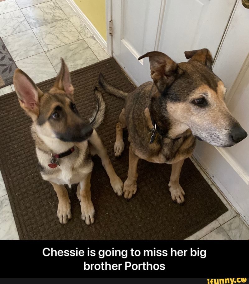 Porthos memes. Best Collection of funny Porthos pictures on iFunny