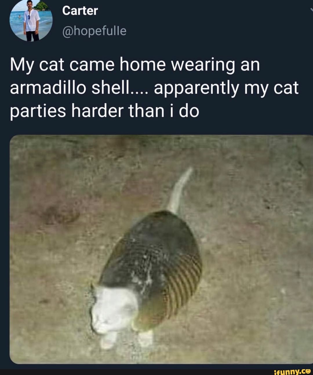 My cat came home wearing an armadillo shell.... apparently my cat ...