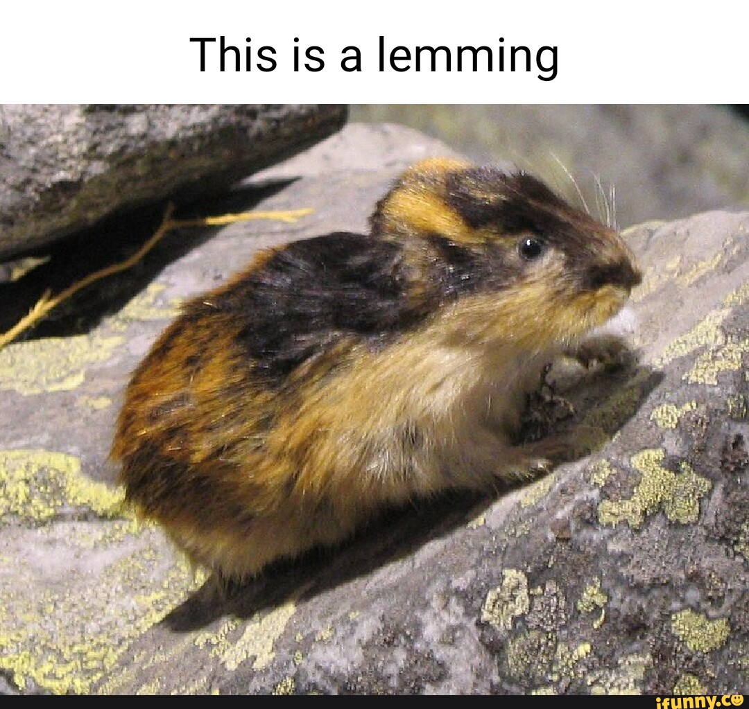 Lemming memes. Best Collection of funny Lemming pictures on iFunny
