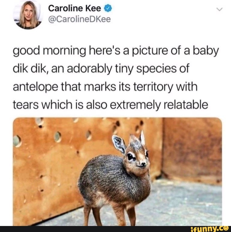 Caroline Kee @ good morning here's a picture of a baby dik dik, an ...