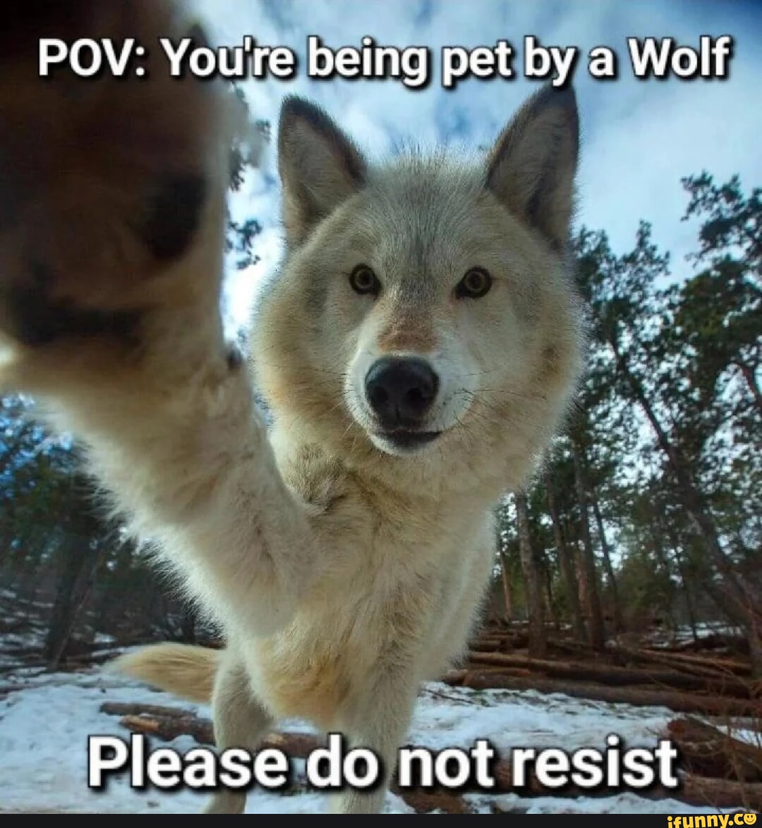 POW: Youre being pet by a Wolf Please do not resist - iFunny