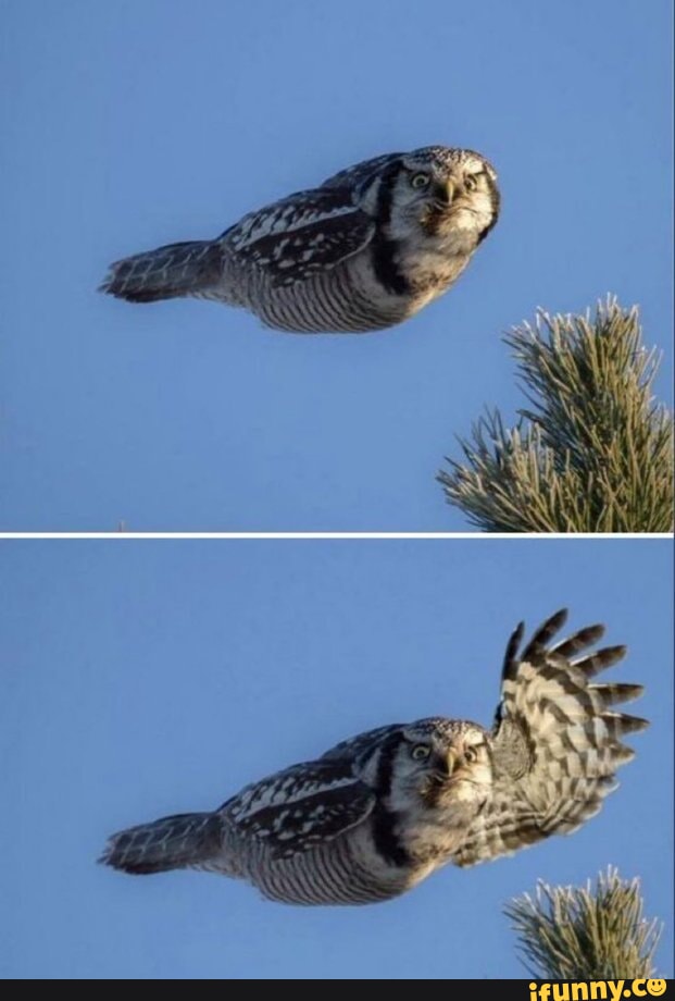 Wing memes. Best Collection of funny Wing pictures on iFunny