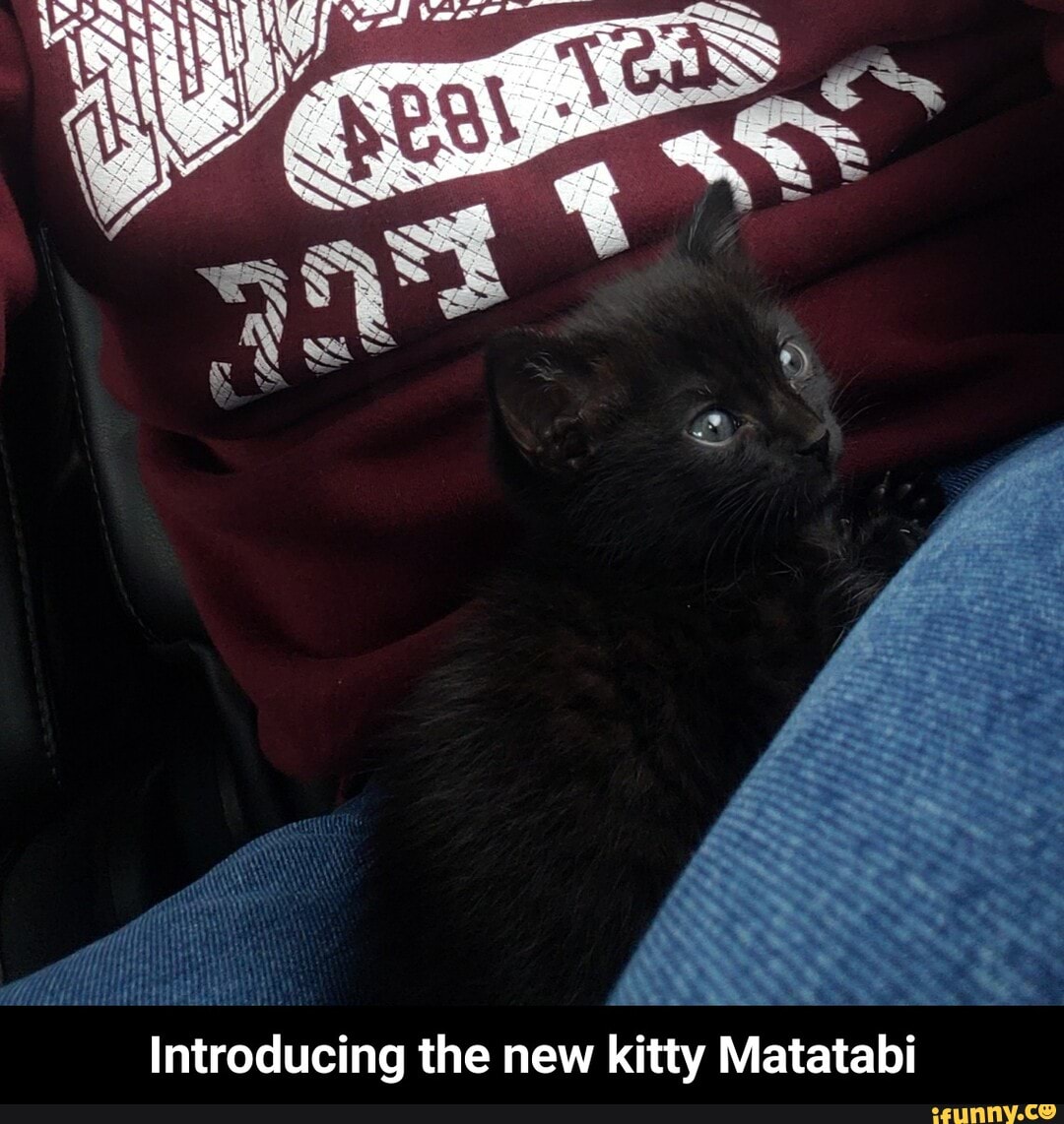 SS Introducing the new kitty Matatabi - Introducing the new kitty ...