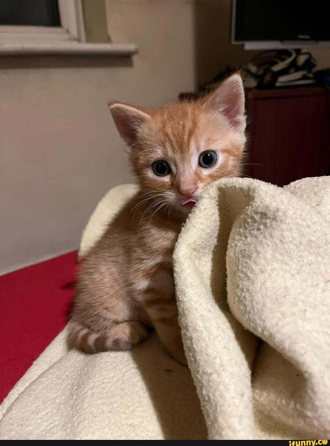 Ovary_explosion memes. Best Collection of funny Ovary_explosion ...