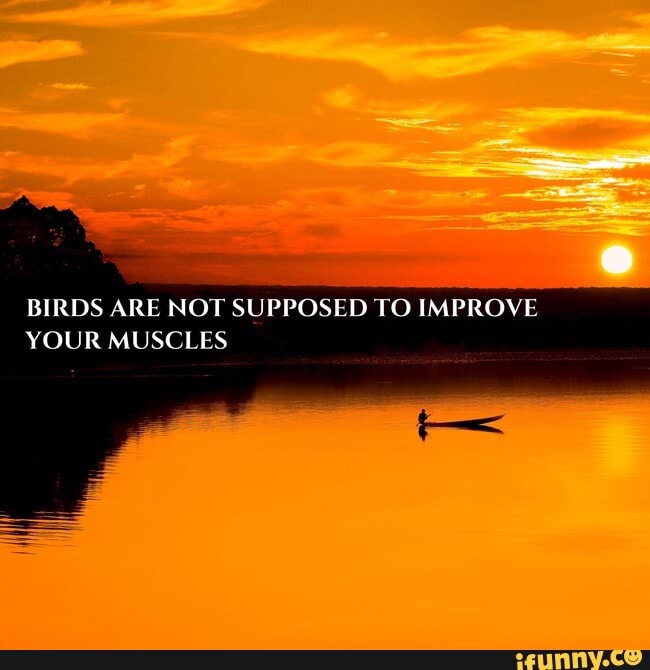 BIRDS ARE NOT SUPPOSED TO IMPROVE YOUR MUSCLES - iFunny