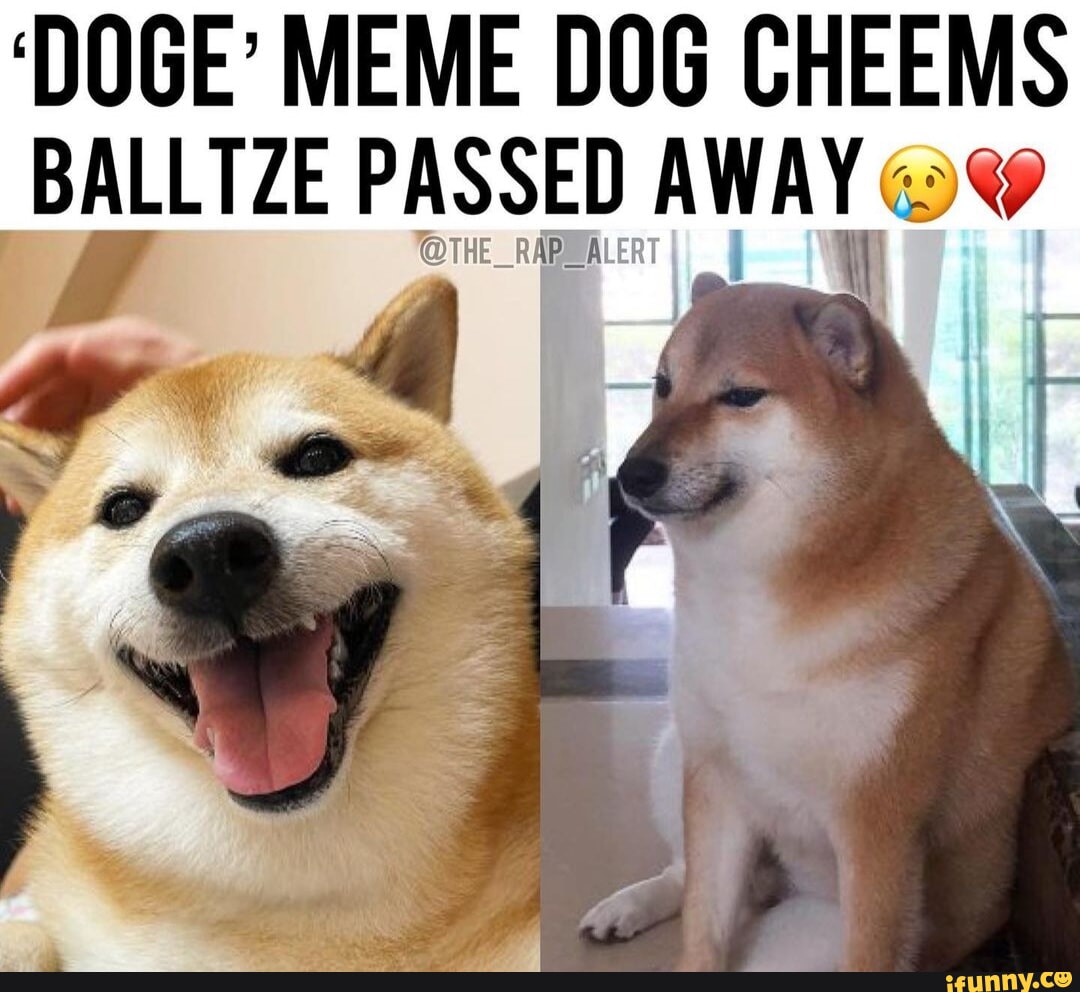 'DOGE' MEME DOG CHEEMS BALLTZE PASSED AWAY - iFunny