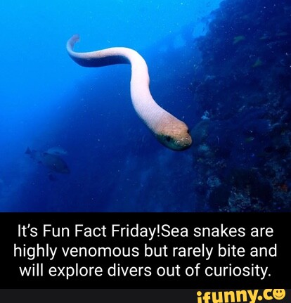It's Fun Fact Friday'Sea snakes are highly venomous but rarely bite and ...