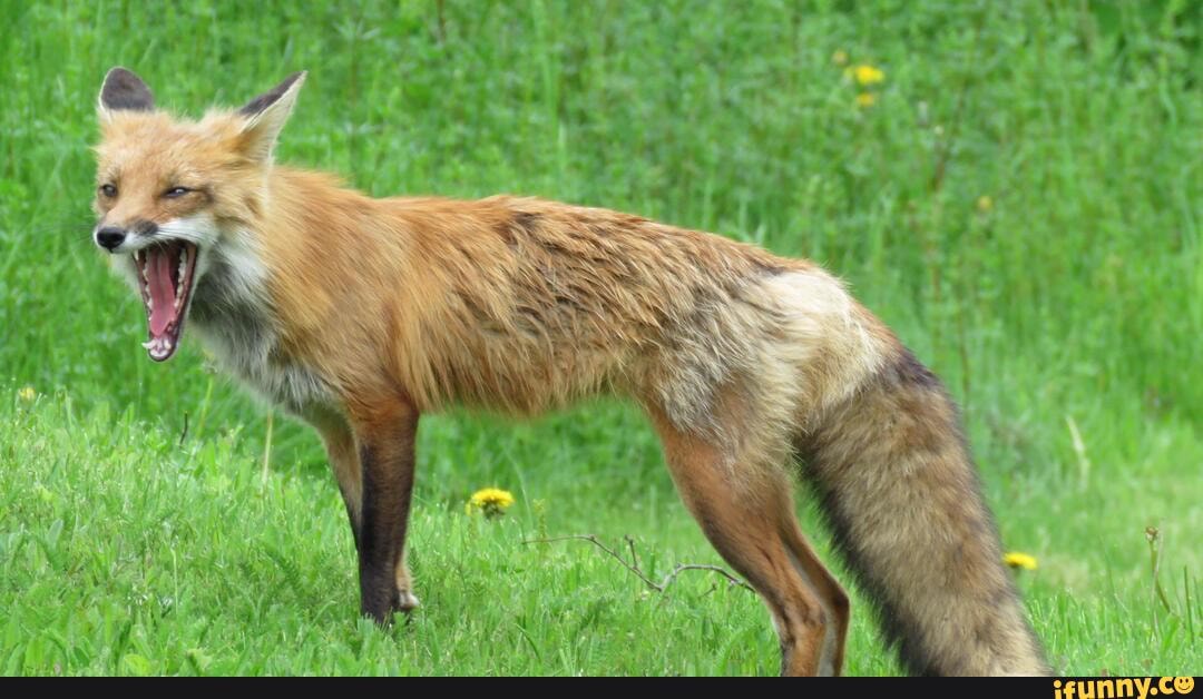 Bwaaaah memes. Best Collection of funny Bwaaaah pictures on iFunny