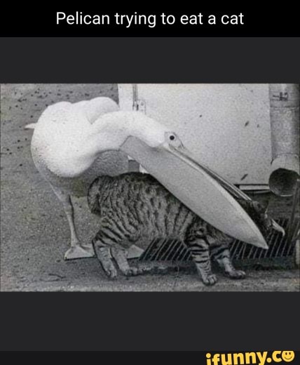 Pelican trying to eat a cat - iFunny