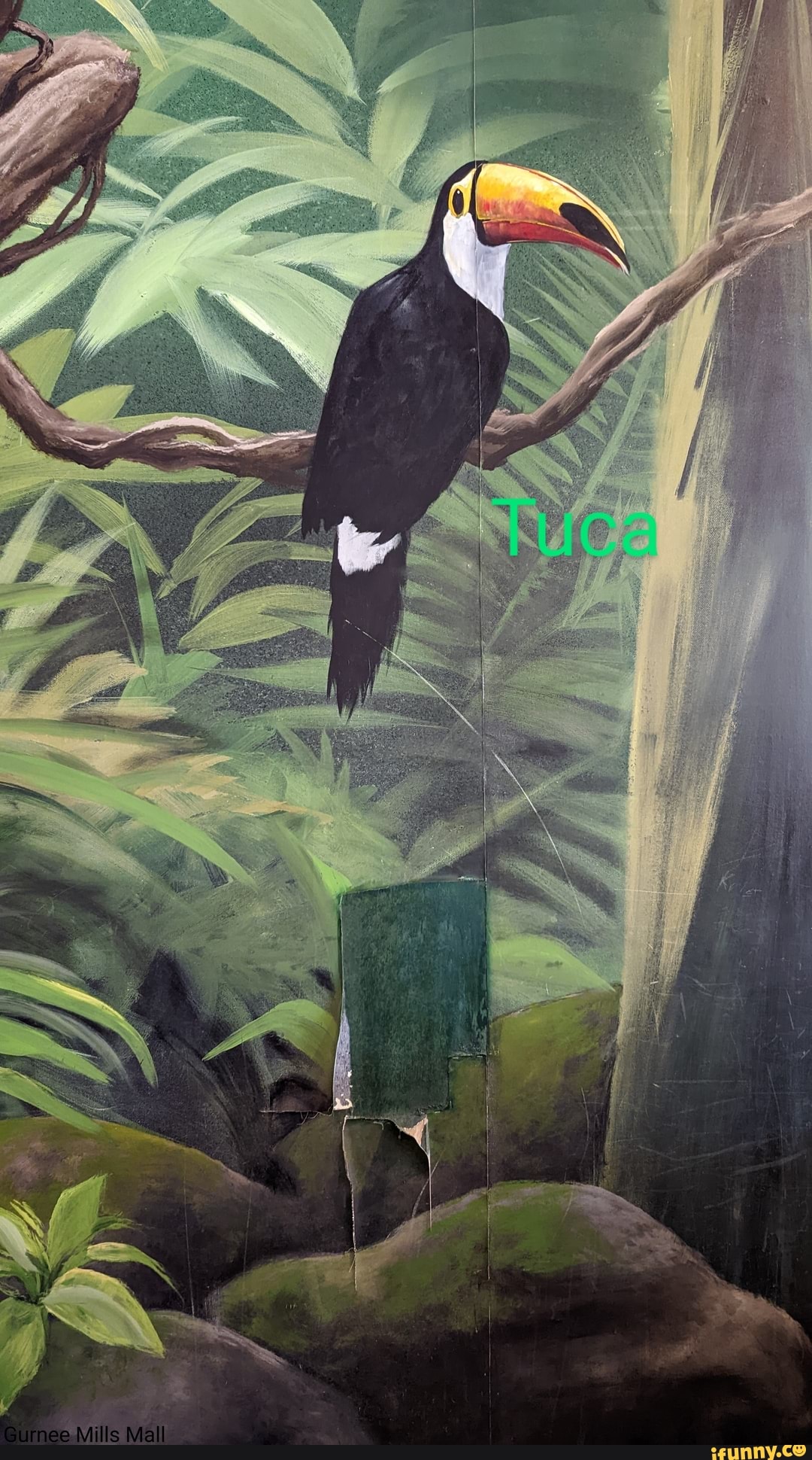 Tucan memes. Best Collection of funny Tucan pictures on iFunny