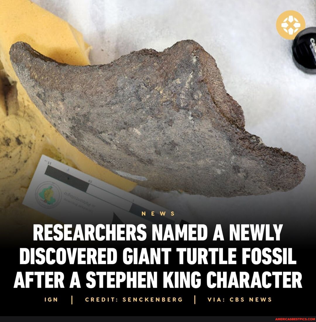Researchers have named a newly discovered species of giant prehistoric ...