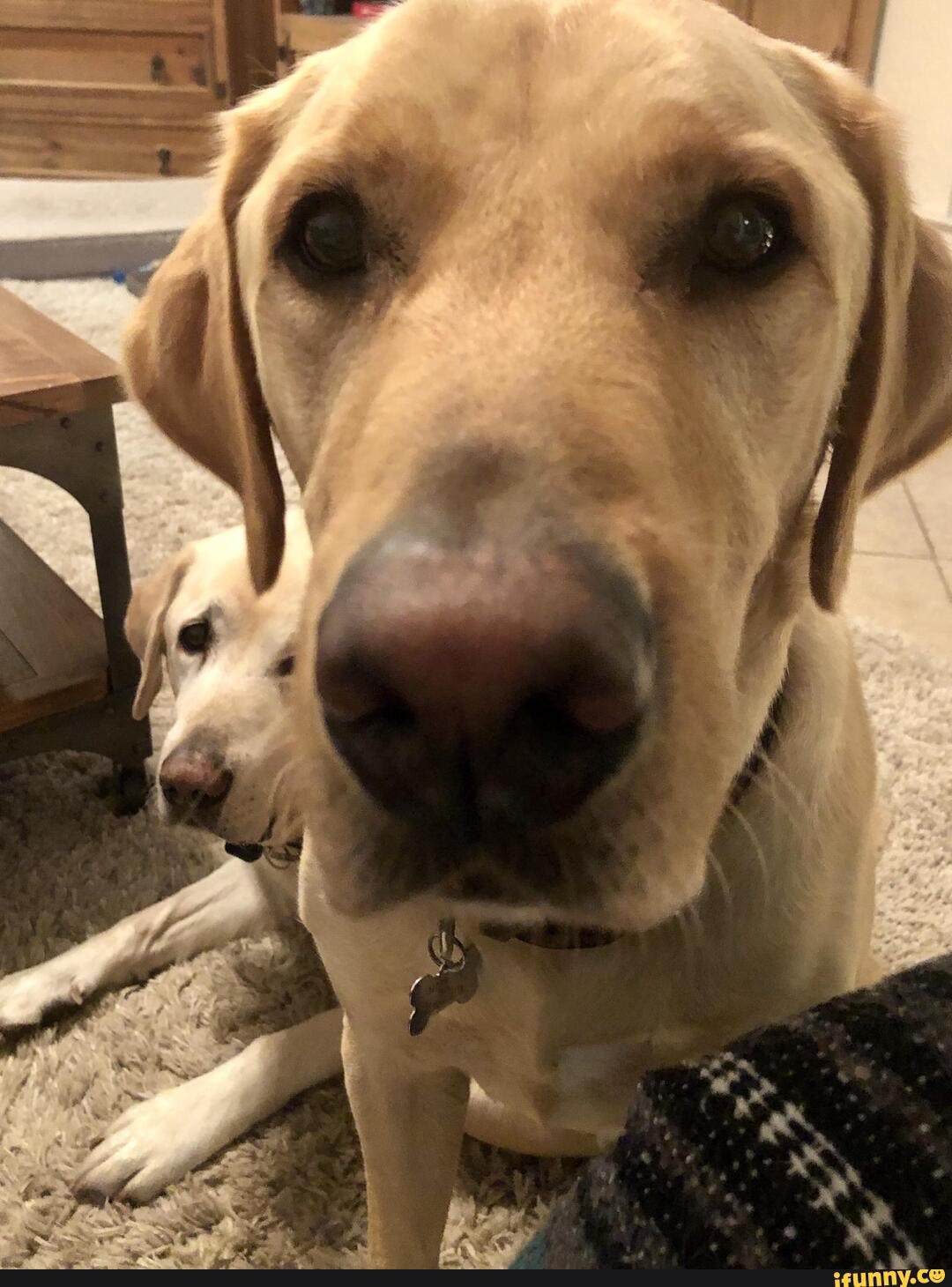 Dogggg memes. Best Collection of funny Dogggg pictures on iFunny