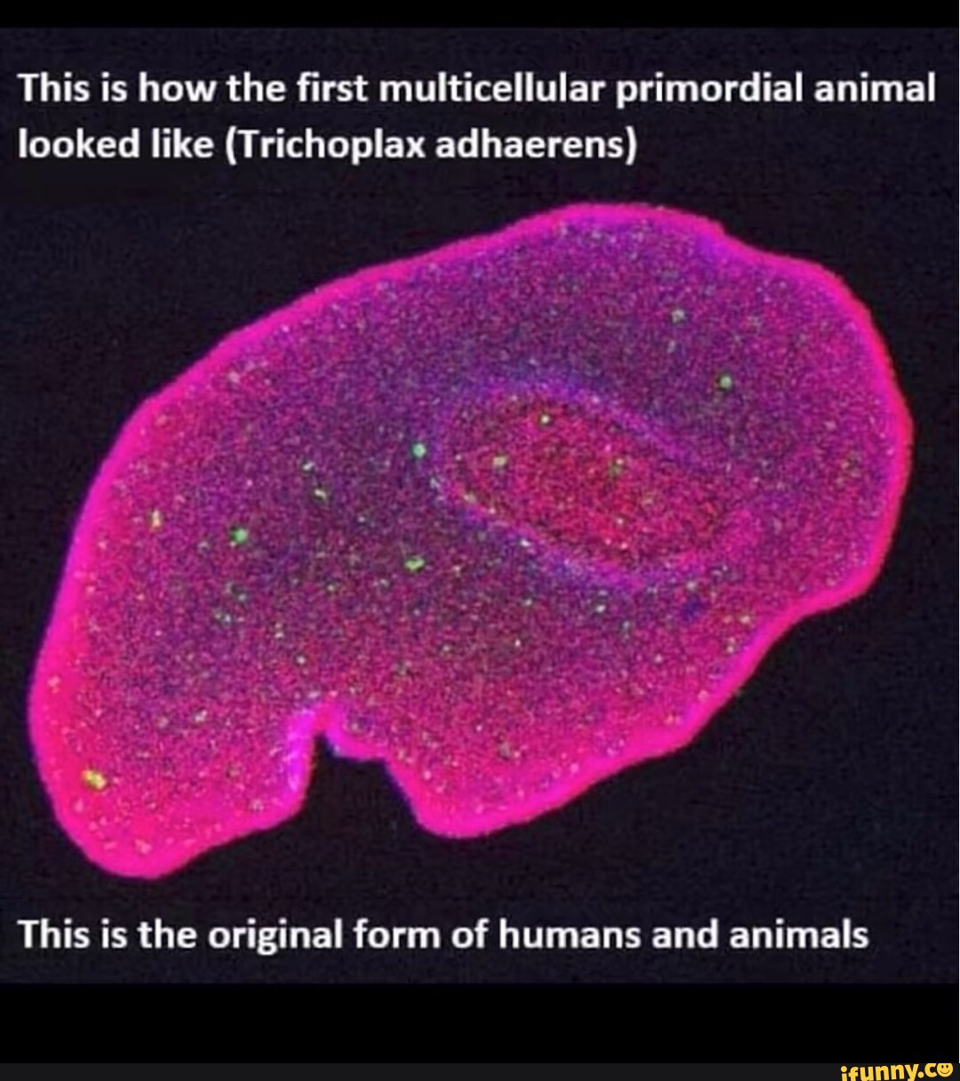 This is how the first multicellular primordial animal looked like ...