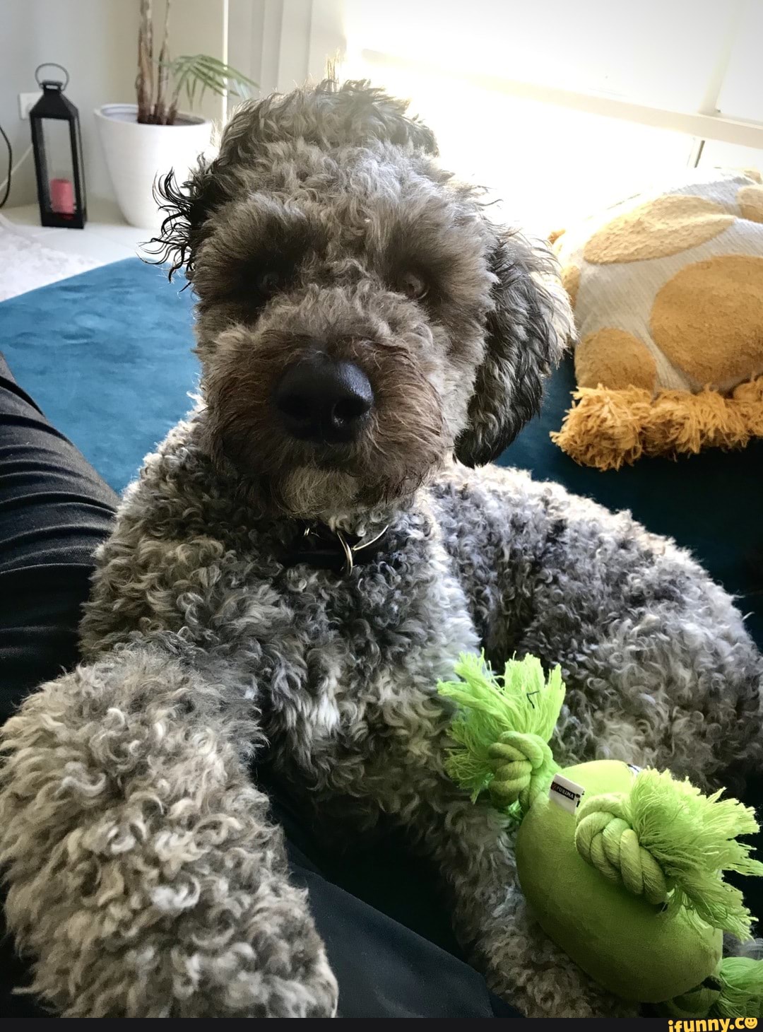 Groodle memes. Best Collection of funny Groodle pictures on iFunny