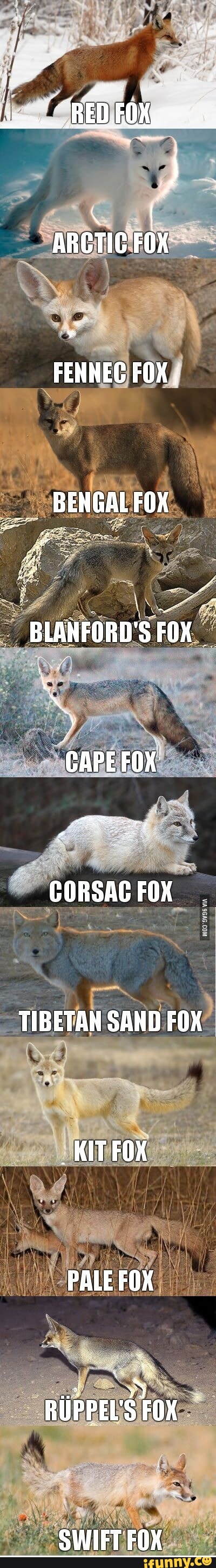 ARCTIC FOX FENNEC FOX ; BENGAL FOX BLANFORD'S FOX CAPE FOX FOX TIBETAN ...