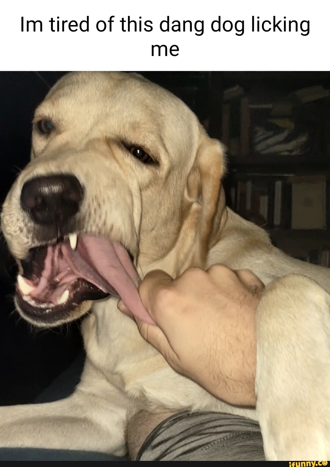Im tired of this dang dog licking me - iFunny