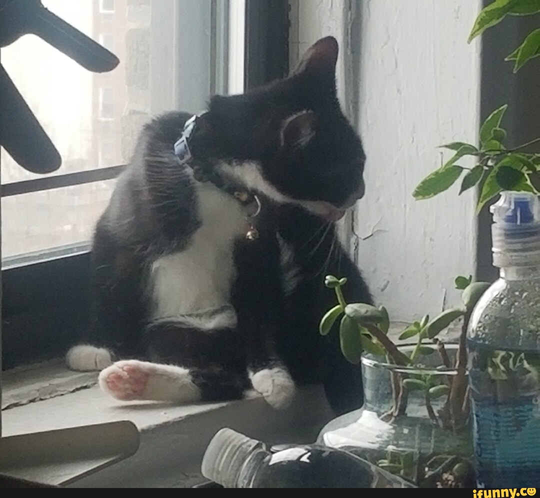 Classy memes. Best Collection of funny Classy pictures on iFunny