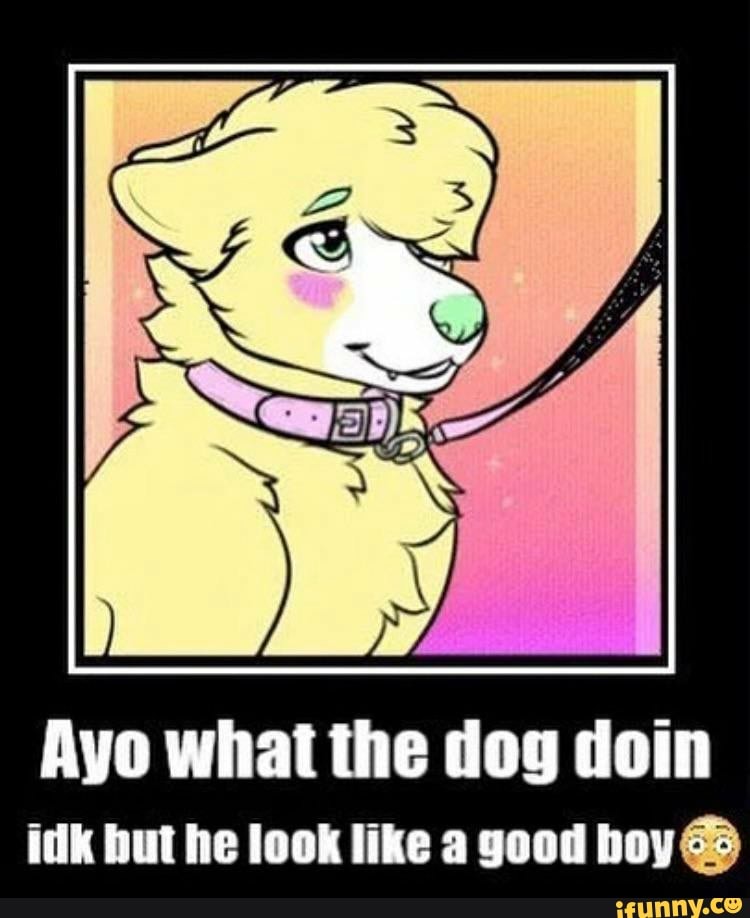 Ayo what the dog doin idk hui he look like a good boy - iFunny