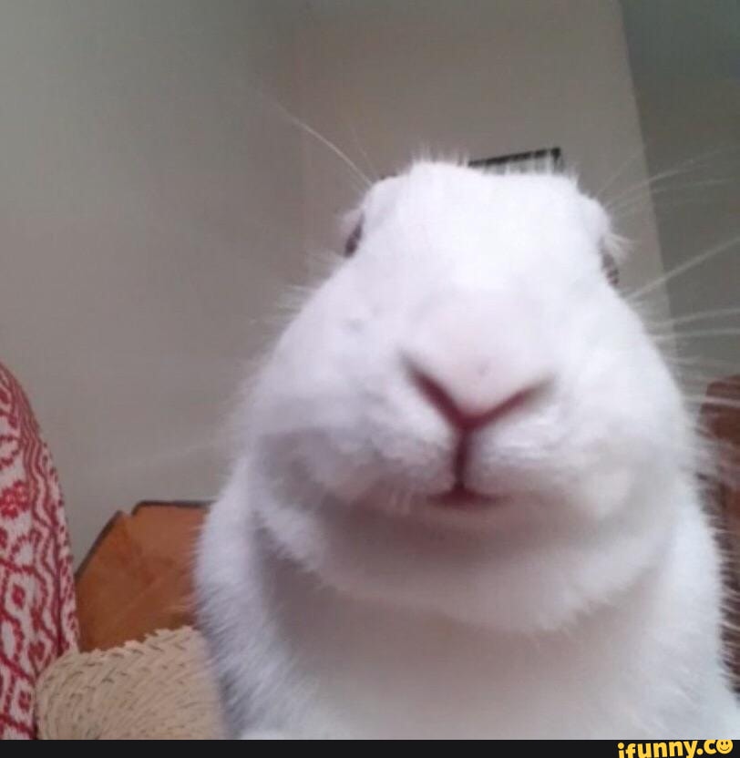 Bnuuy memes. Best Collection of funny Bnuuy pictures on iFunny