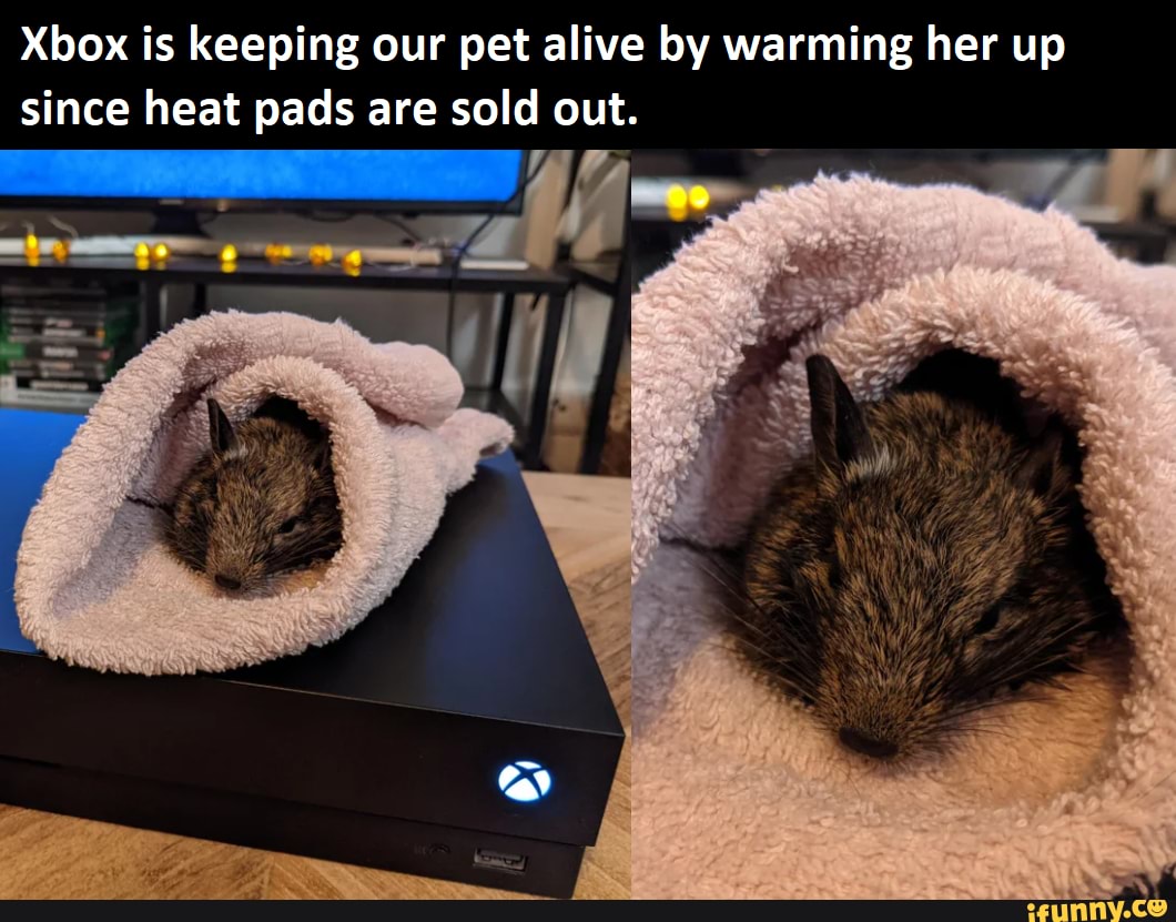Degu memes. Best Collection of funny Degu pictures on iFunny