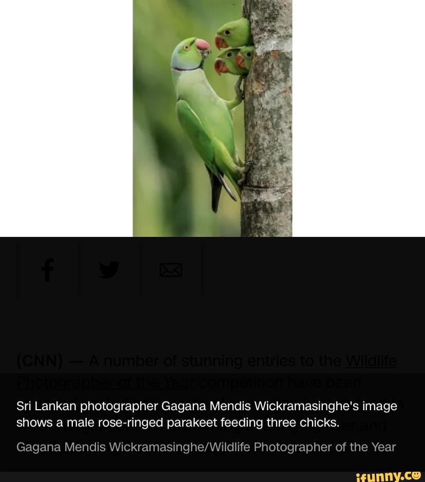 Wildlife Photographer of Year 2021 Competition Entries: Winners to be ...