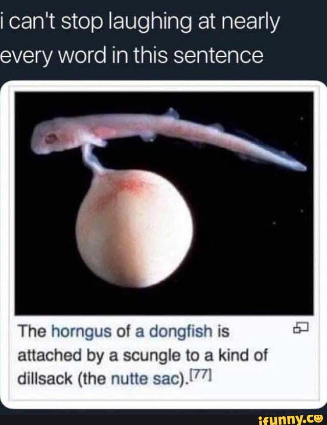 I can't stop laughing at nearly every word in this sentence The horngus ...