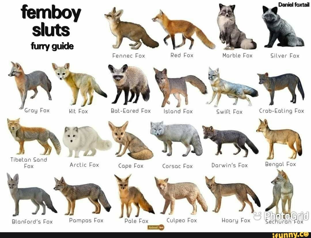 Femboy Fennec Fox Red Fox Marble Fox Silver Fox 4 4 Gray Fox Kit Fox ...