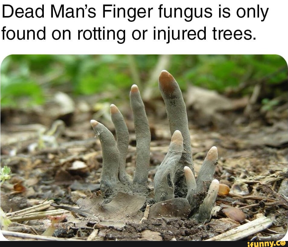 Fungus memes. Best Collection of funny Fungus pictures on iFunny