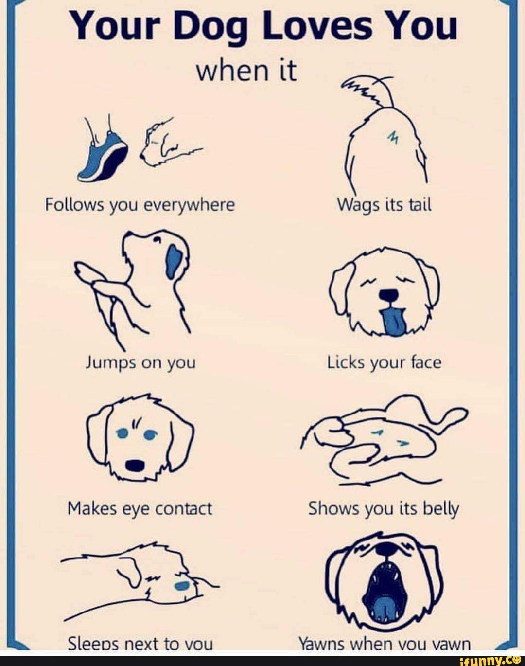 Your Dog Loves You when it Follows you everywhere Wags its tail Jumps ...